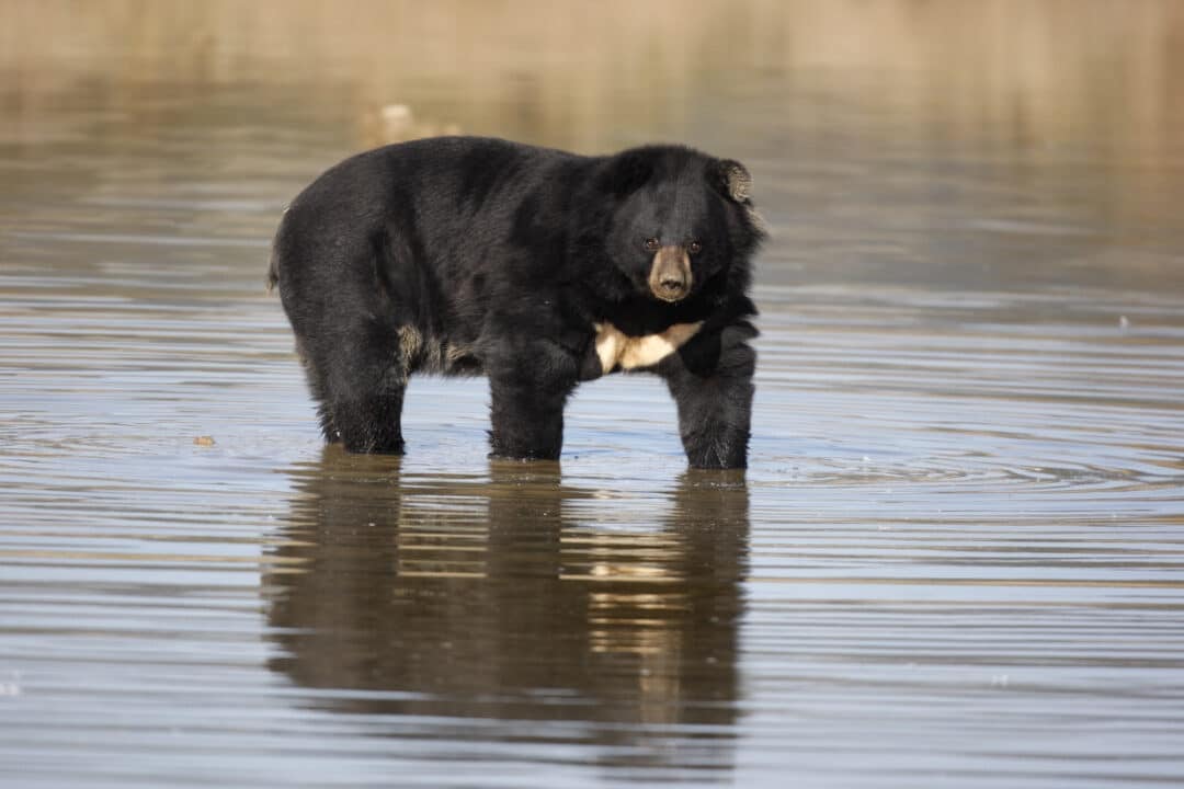 The Bear Species Scientists Thought Was Extinct Until Now - Animals ...