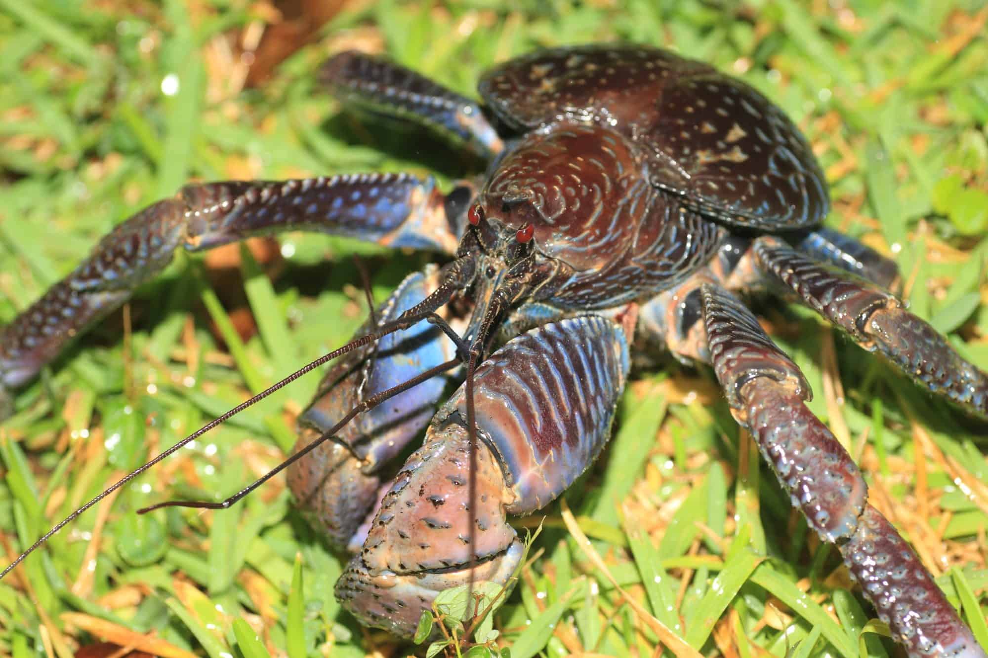 These Crabs Can Climb Trees—and Houses - Animals Around The Globe
