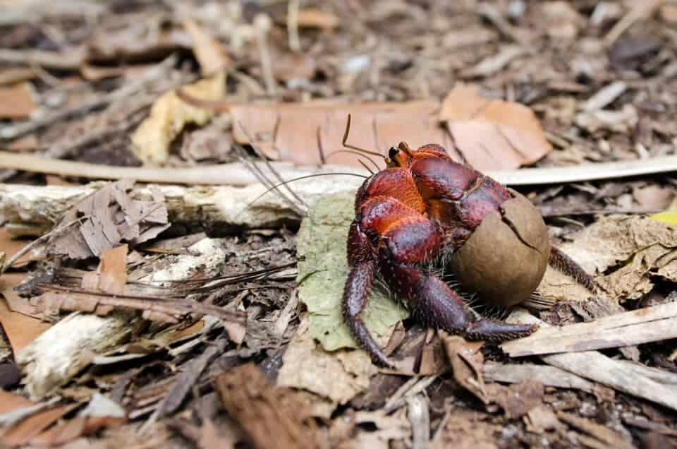 How Fiddler Crabs Use Their Large Claws to Attract Mates - Animals ...
