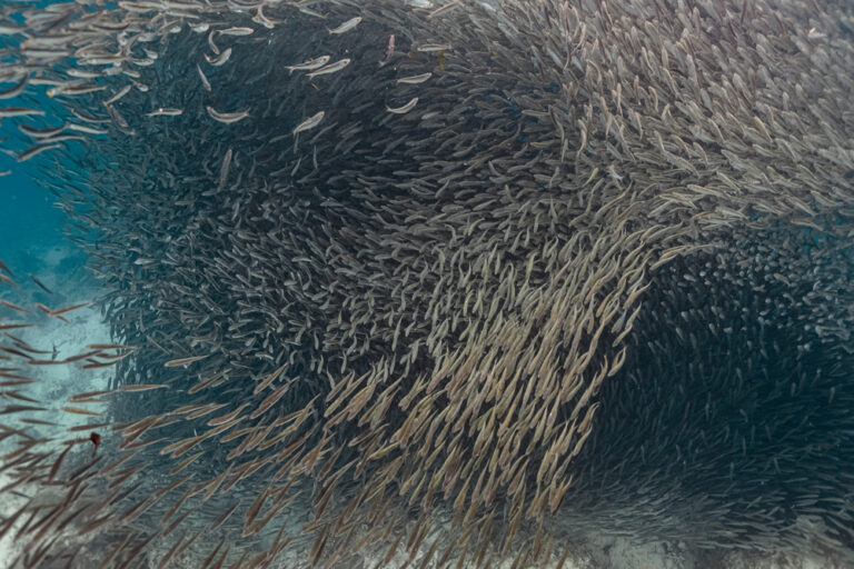 How Schools of Fish Move in Perfect Synchrony