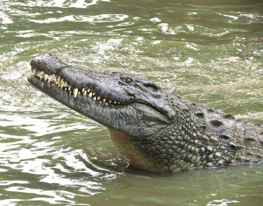 The Most Powerful Bite Force In the Animal Kingdom - Animals Around The ...