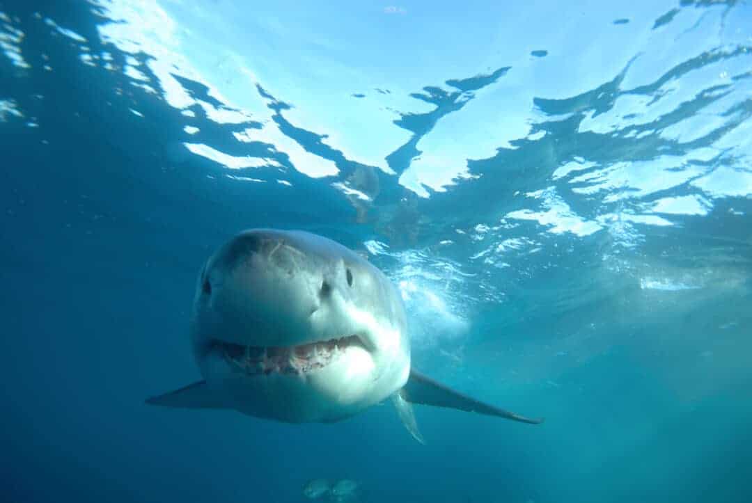 Russian Swimmer's Last Seconds in a Shocking Shark Attack - Animals ...