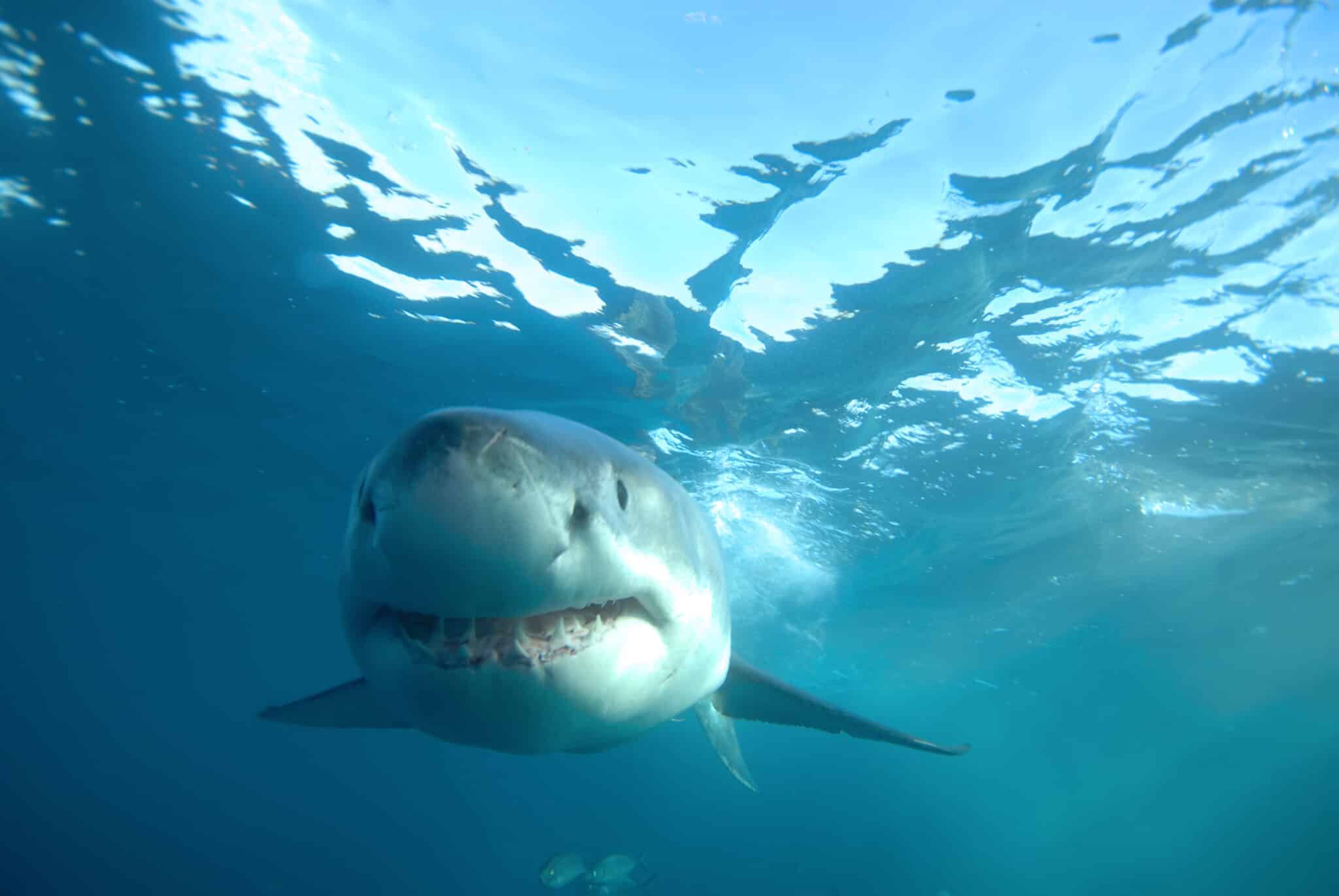Russian Swimmer's Last Seconds in a Shocking Shark Attack - Animals ...