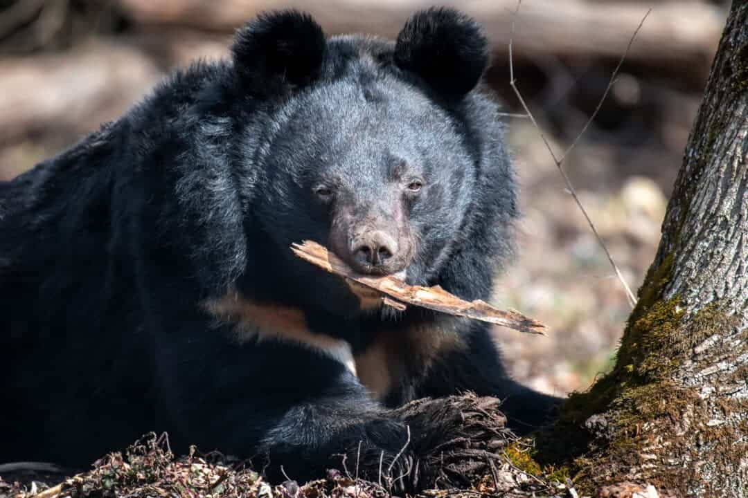 The Bear Species Scientists Thought Was Extinct Until Now - Animals ...