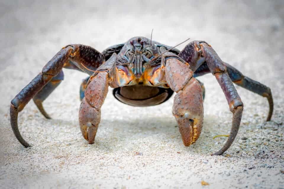 How Fiddler Crabs Use Their Large Claws to Attract Mates - Animals ...