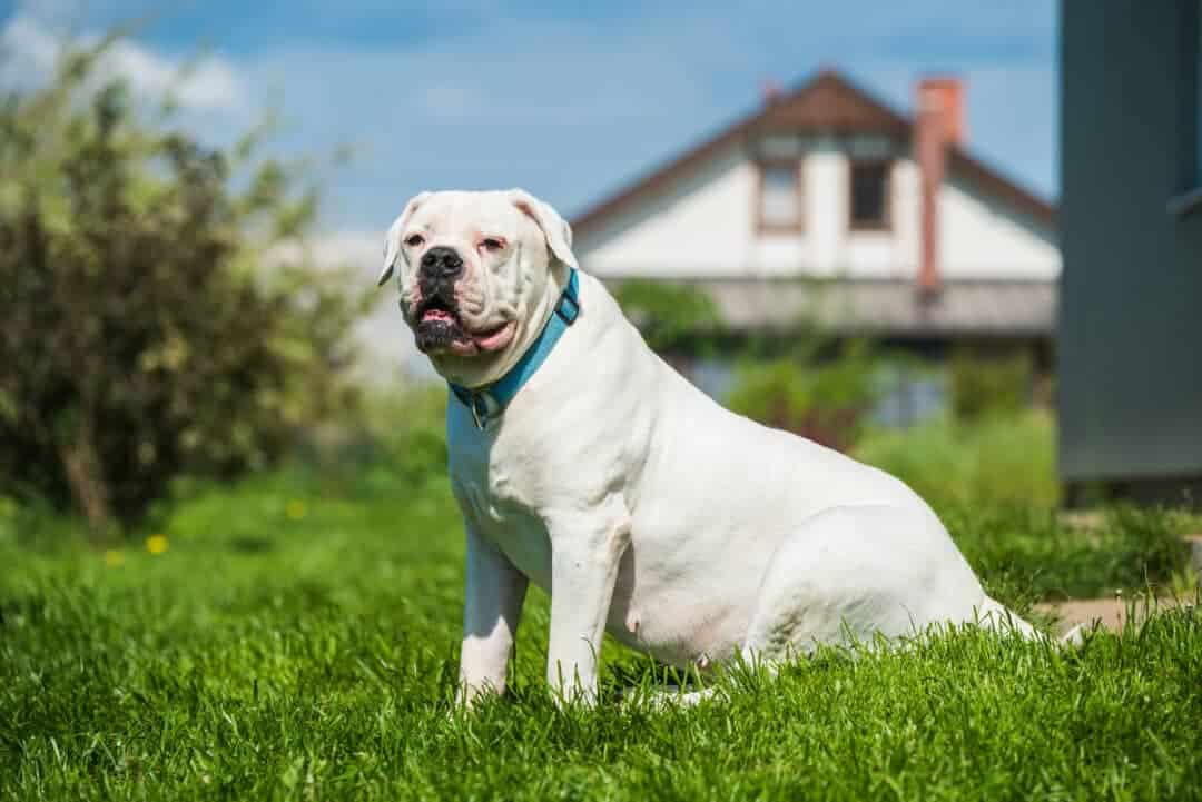 The Largest English Bulldog Ever At 95 Pounds - Animals Around The Globe