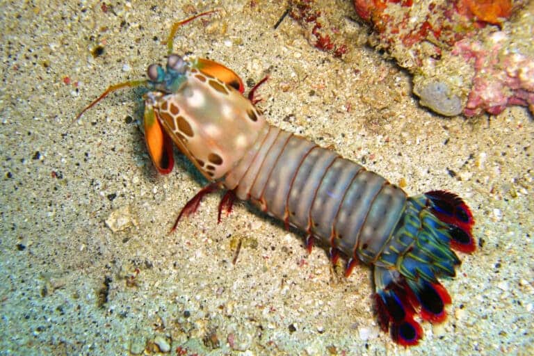 Sea testigo del poderoso golpe del camarón mantis en acción - Animals ...