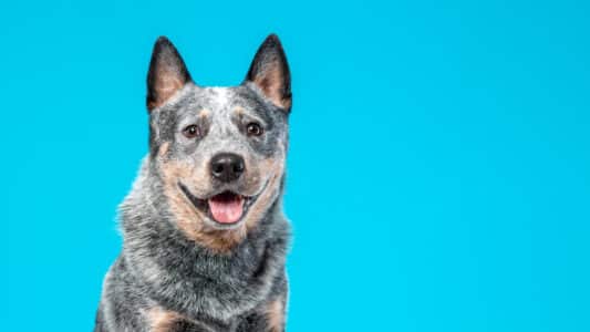 Is Bluey Based on a Real Dog Breed? Meet the Blue Heeler - Animals ...