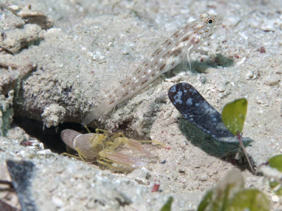 14 Instances of Interspecies Cooperation in the Wild - Animals Around ...
