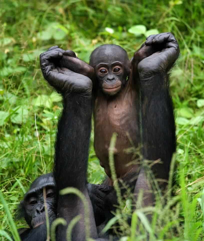 Mind-Blowing Facts About Apes: You Won't Believe It! - Animals Around ...