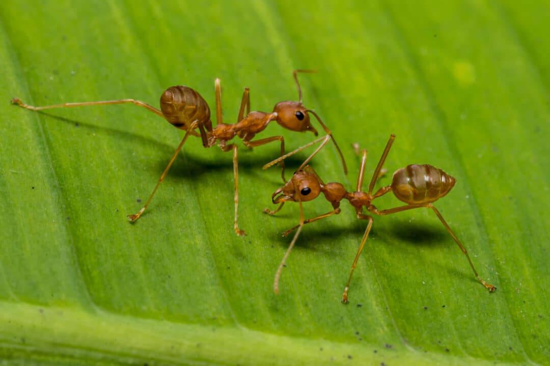 13 Animals That Can Survive Fire - Animals Around The Globe