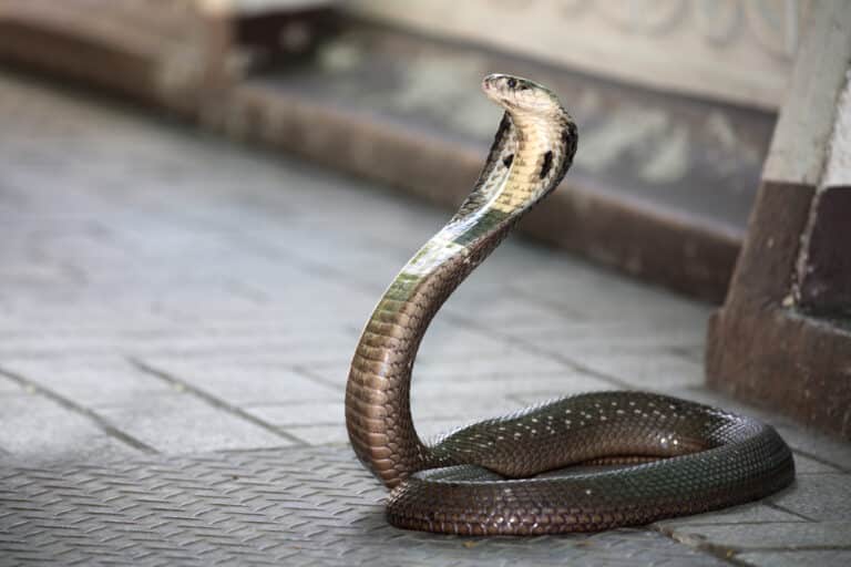 Unveiling the Largest King Cobra - Animals Around The Globe