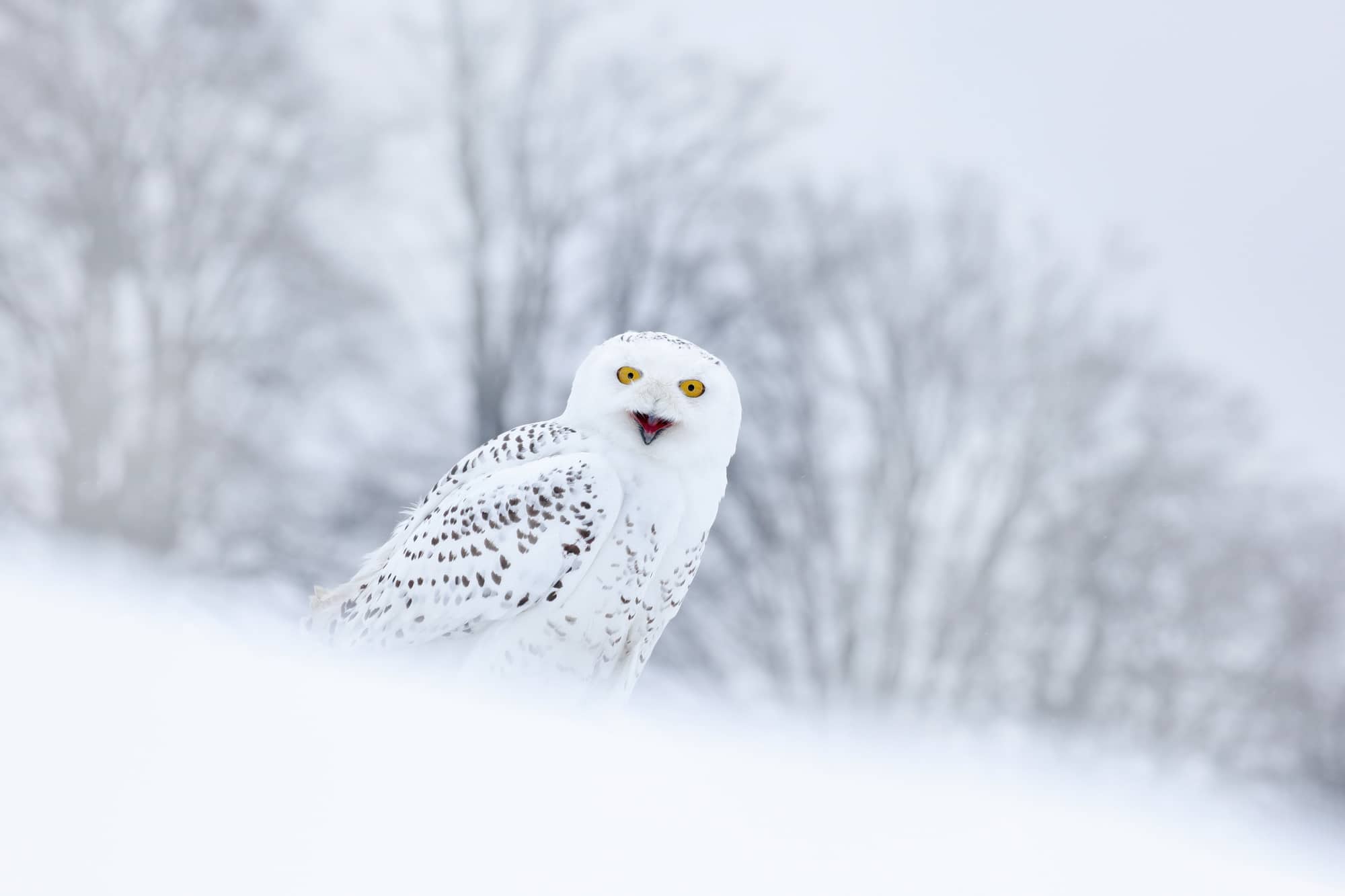 Top 10 Snow Animals - Animals Around The Globe