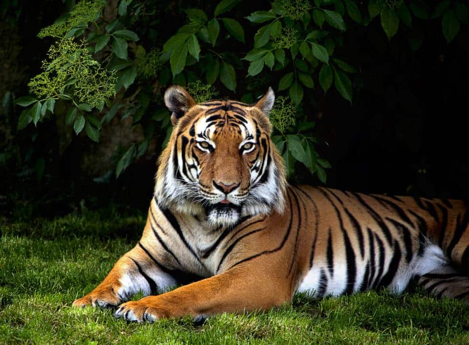 Sumatran Tiger vs. Nile Monitor - Animals Around The Globe