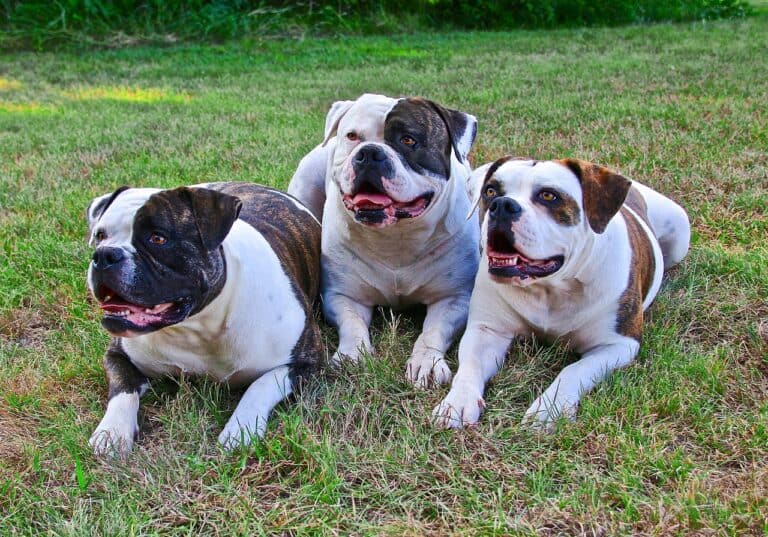 10 Dog Breeds That Are Incredibly Loyal to Their Owners - Animals ...