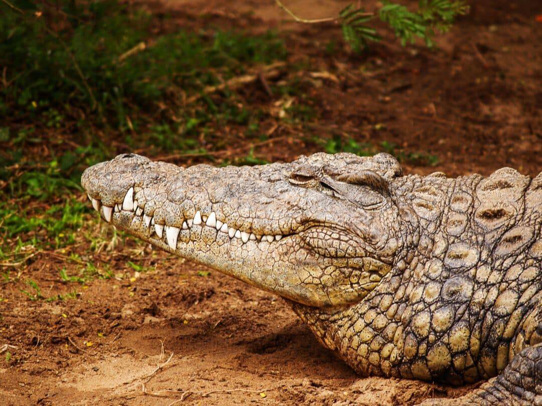 The Most Powerful Bite Force In the Animal Kingdom - Animals Around The ...