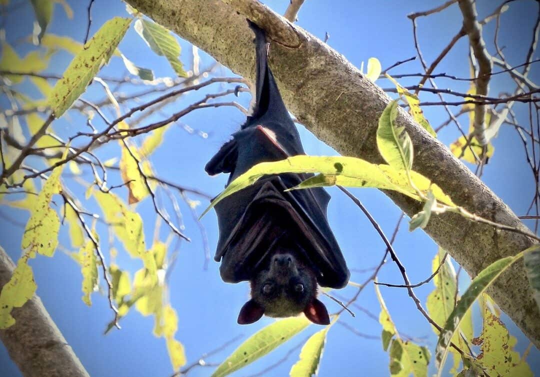 The Largest Bat in the World: The Majestic Flying Fox - Animals Around ...