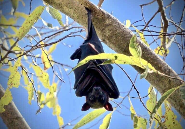 The Largest Bat in the World: The Majestic Flying Fox - Animals Around ...