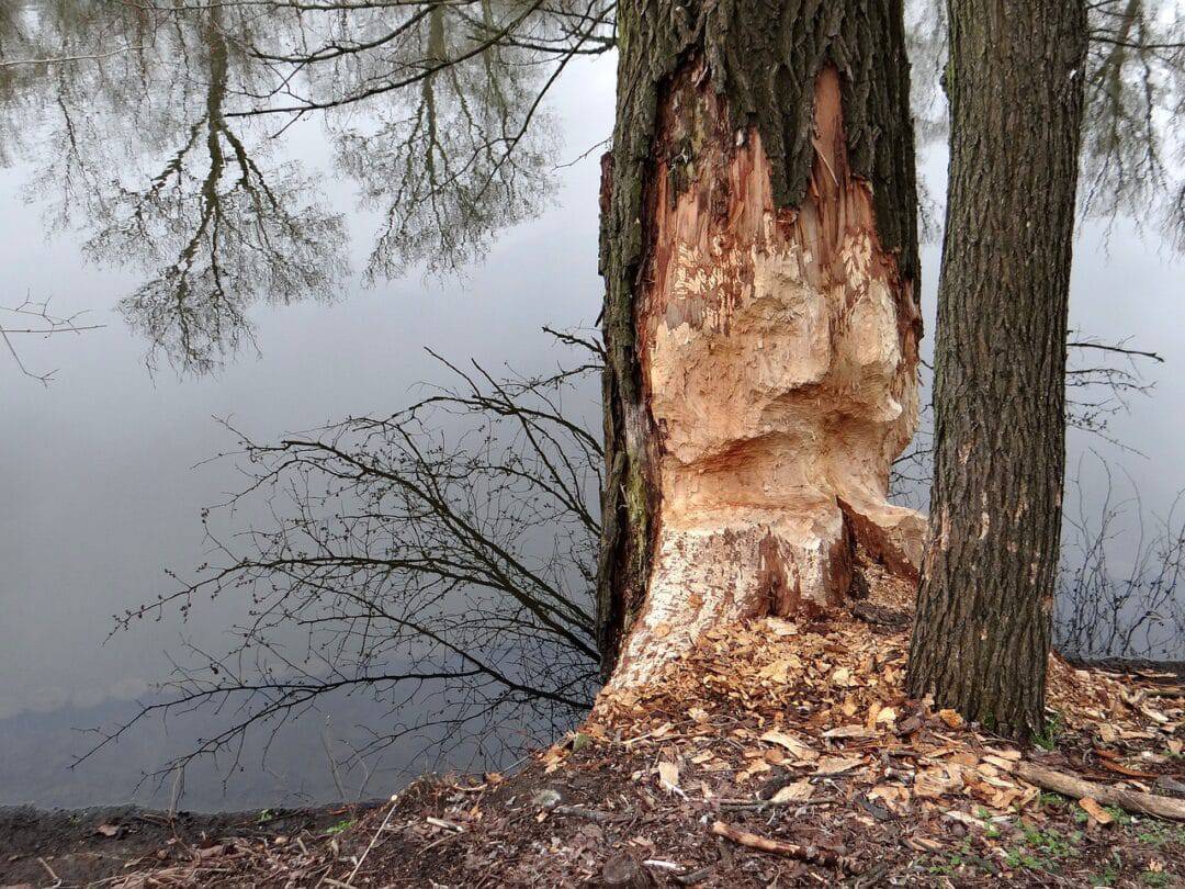 How Beavers Are Helping Rebuild Ecosystems - Animals Around The Globe