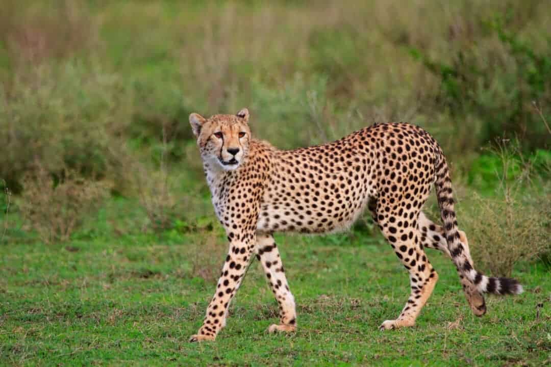 Watch: Gazelle Outrun Cheetah in a High-Speed Chase - Animals Around ...