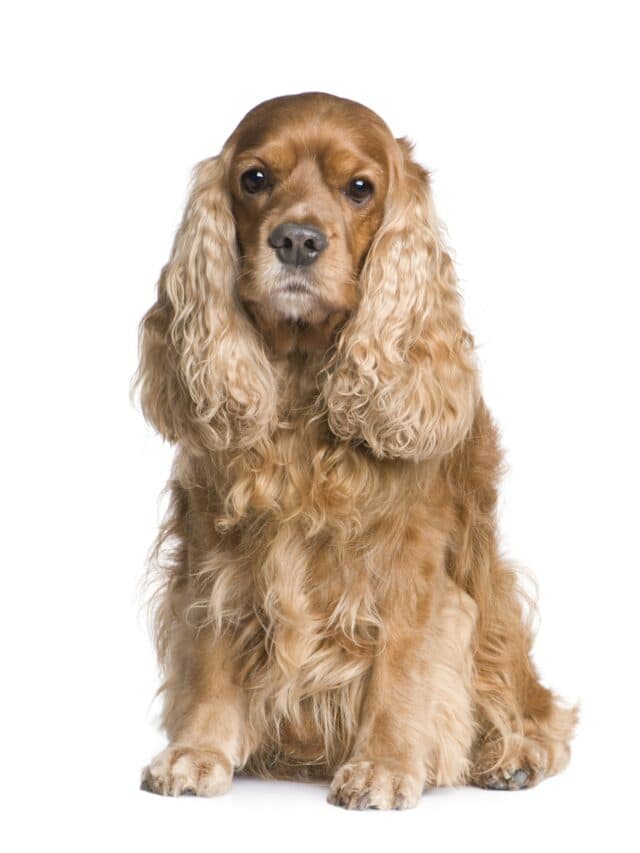 American Cocker Spaniel - Animals Around The Globe