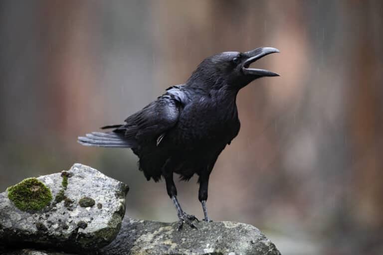 How the Intelligence of Crows are Changing Our Ideas on Animal ...