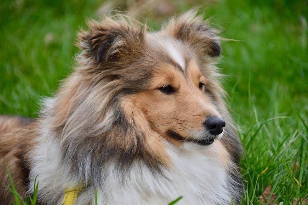 13 Dog Breeds That Bond More with Humans than Other Dogs - Animals ...