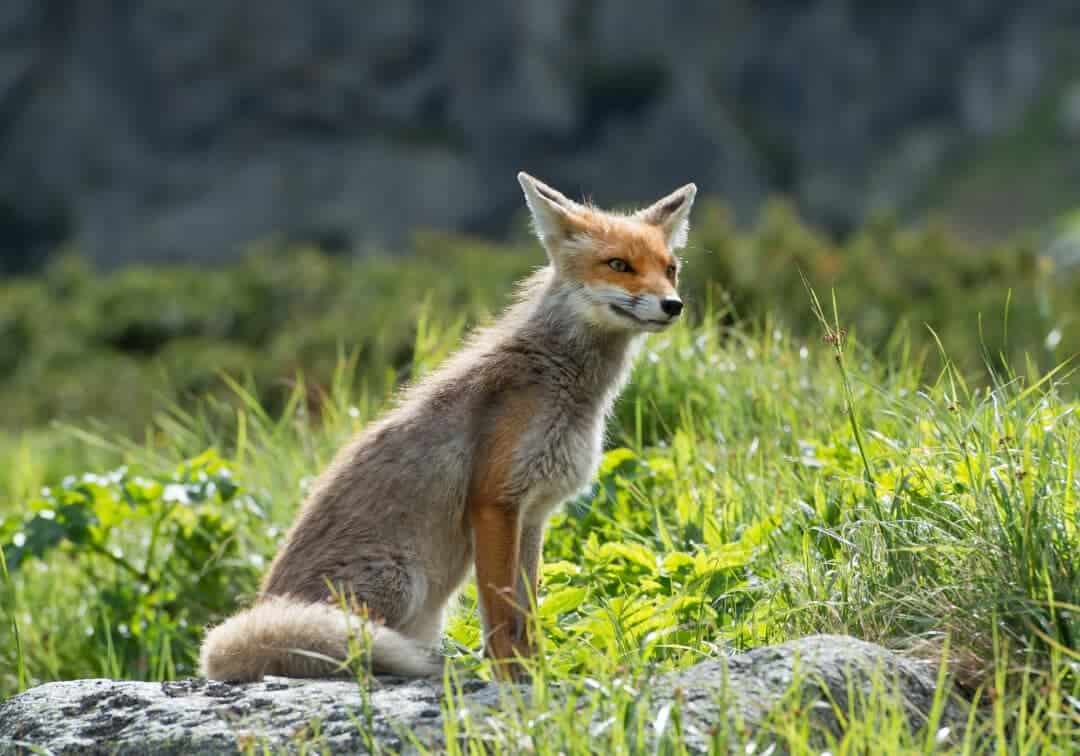 10 Incredible Things You Did not Know About Red Foxes - Animals Around ...