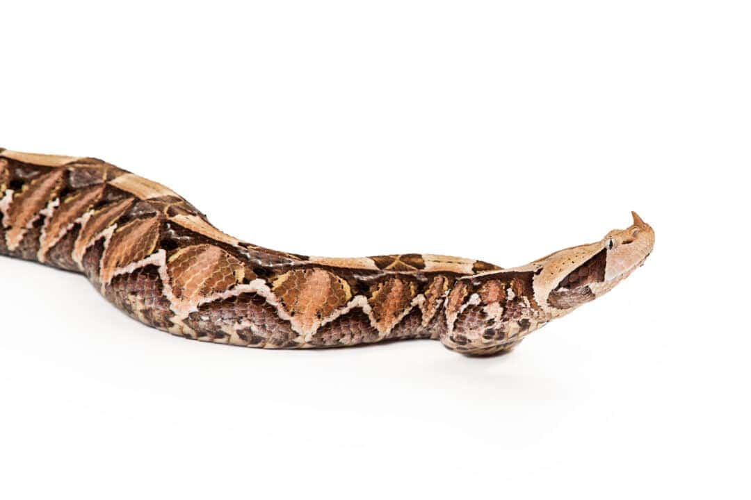 Snakes - Animals Around The Globe