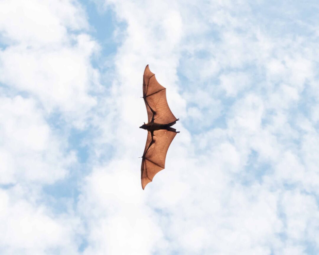 The Largest Bat in the World: The Majestic Flying Fox - Animals Around ...