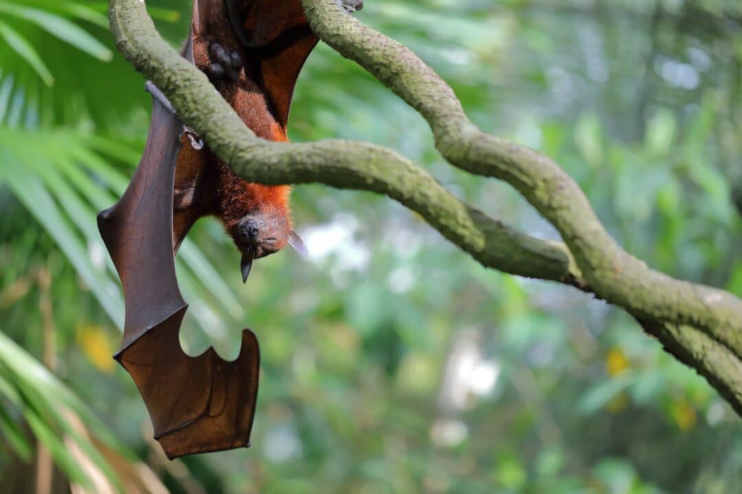 The Largest Bat in the World: The Majestic Flying Fox - Animals Around ...