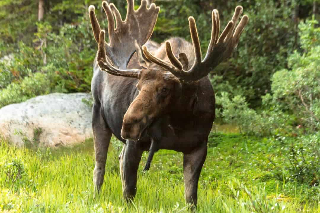 Death Defying Moose Goes Up Against a Ravenous Wolf Pack