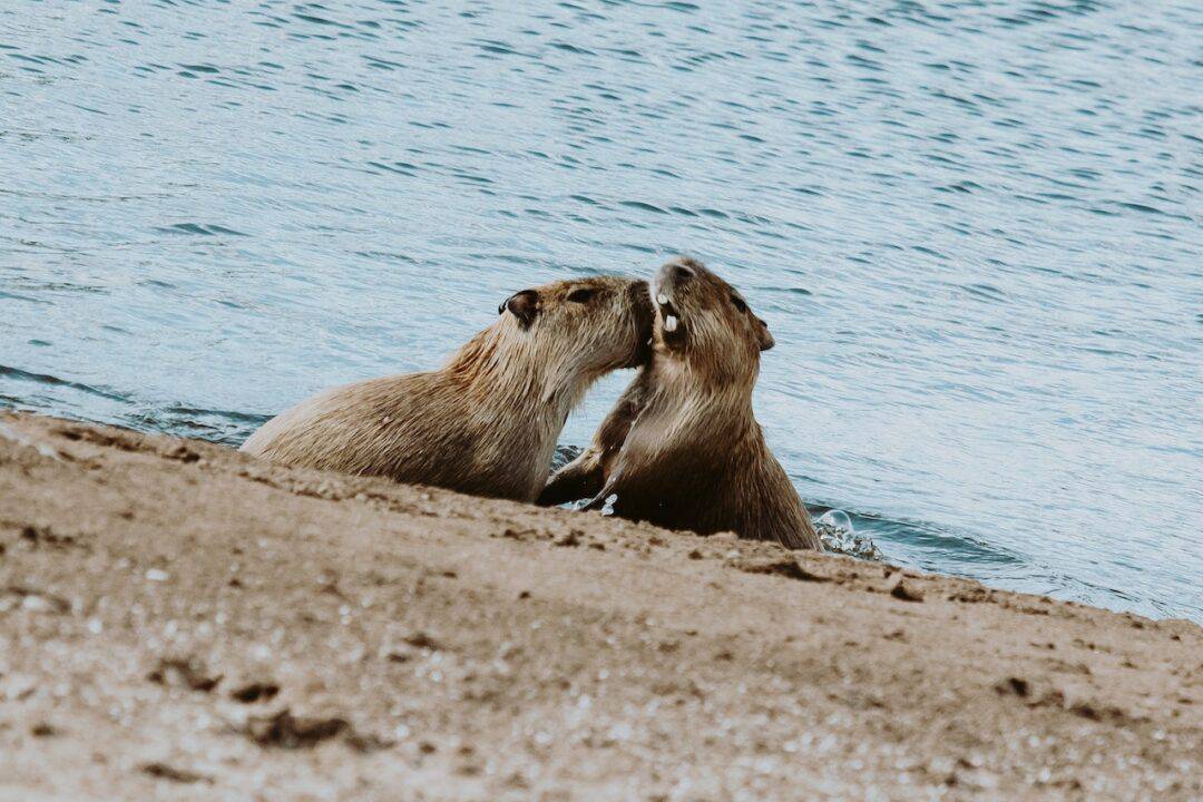 16 Weird and Wonderful Habits of Capybaras - Animals Around The Globe