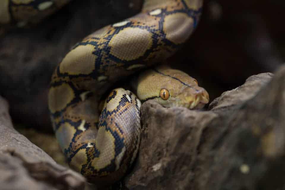 The Longest Snake Ever Measured in the U.S. - Animals Around The Globe