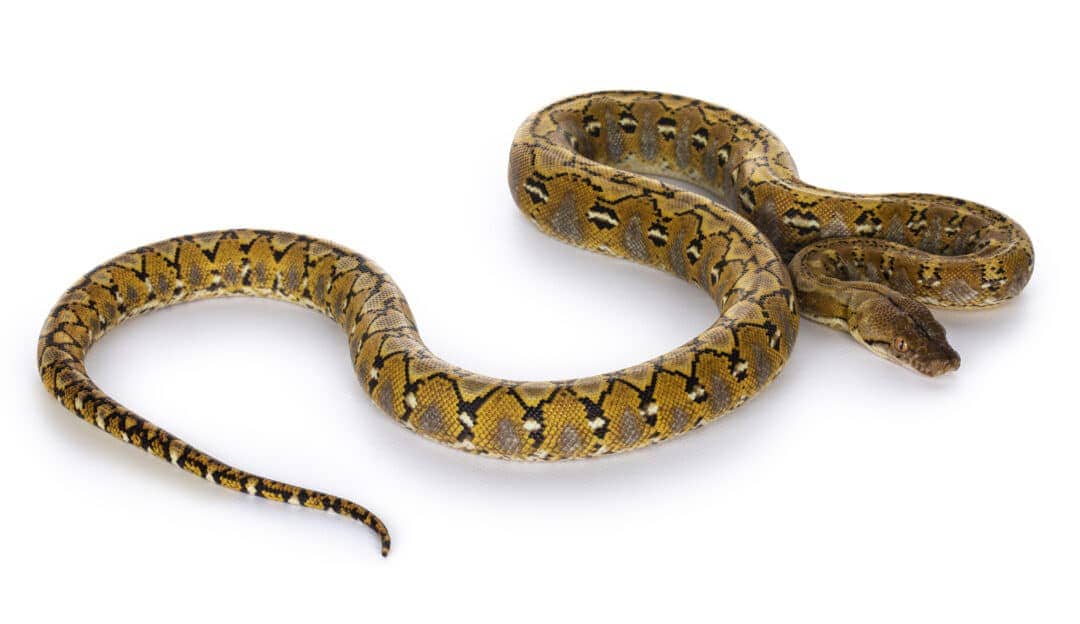 The Longest Snake Ever Measured in the U.S. - Animals Around The Globe