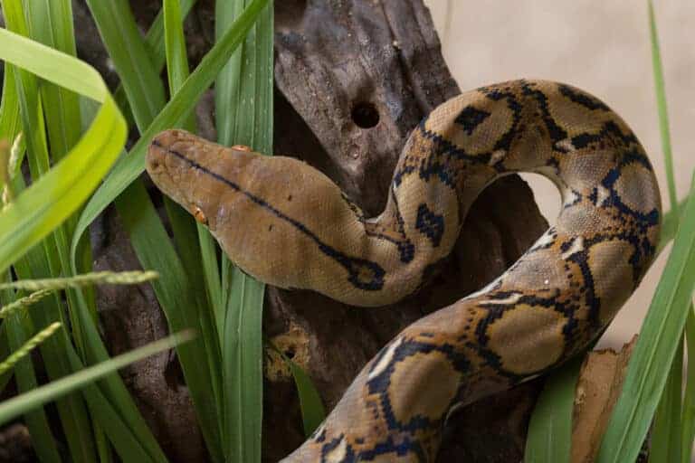 The Longest Snake Ever Measured in the U.S. - Animals Around The Globe
