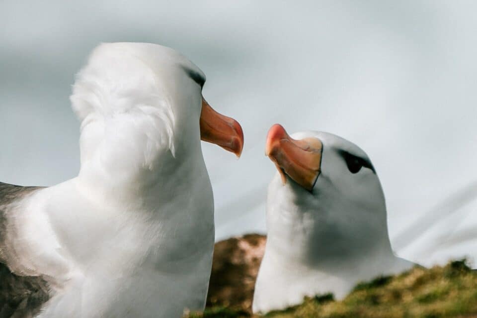 Albatrosses and Their Lifetime Mating Bonds: A True Love Story ...