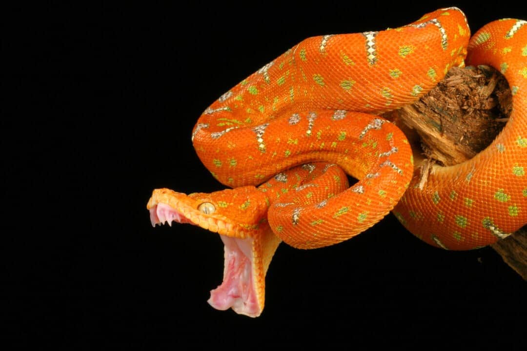 14 Most Beautiful Snakes Found in the Wild - Animals Around The Globe