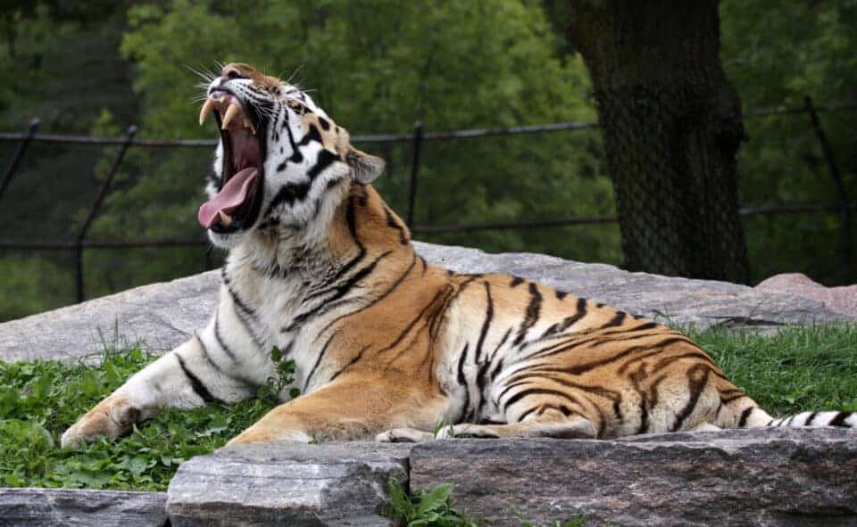 Watch: Wild Siberian Tiger in Russian Far East