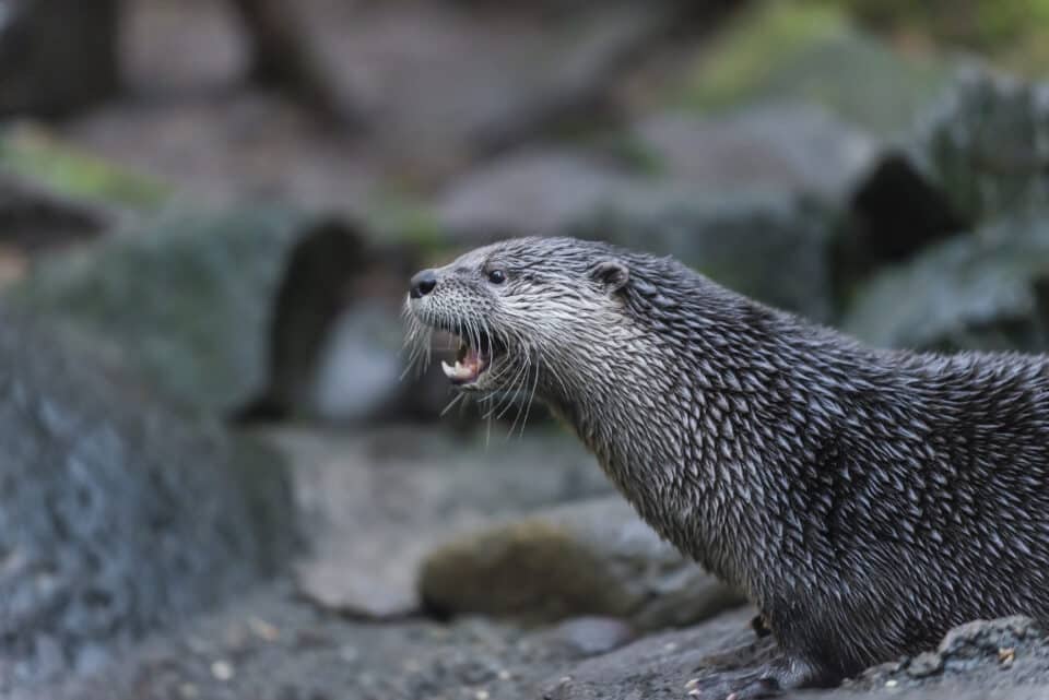 This U.S. River Otter Comeback Is a Conservation Success Story