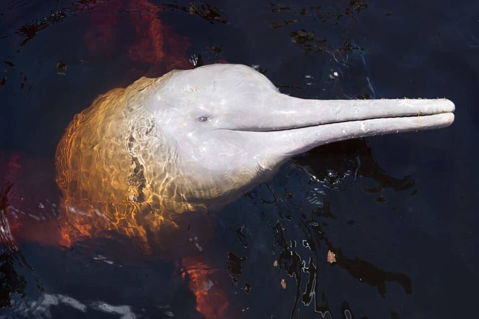 The Pink River Dolphin of the Amazon - Animals Around The Globe