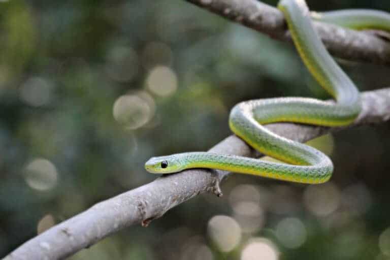 Boomslang Snake Bite - Animals Around The Globe