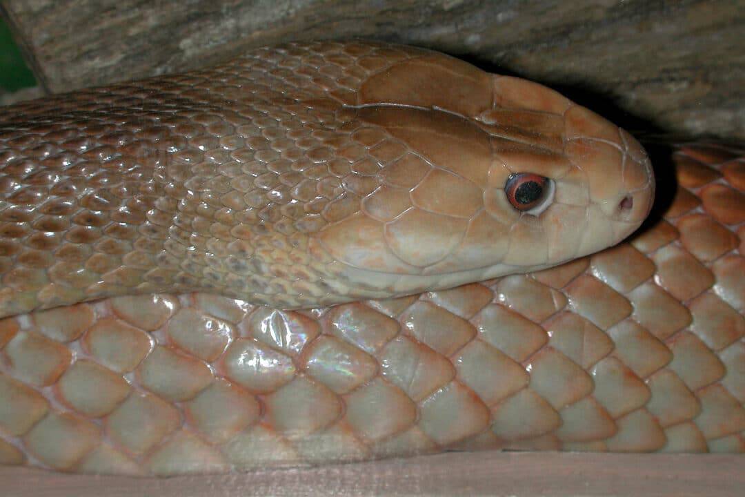 The Lethal Venom of the Inland Taipan Snake - Animals Around The Globe