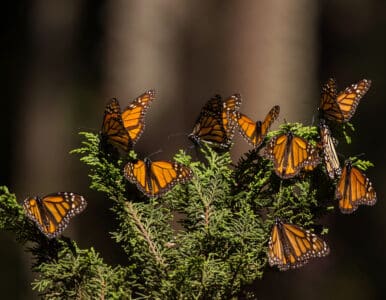 The Incredible Migration of Monarch Butterflies