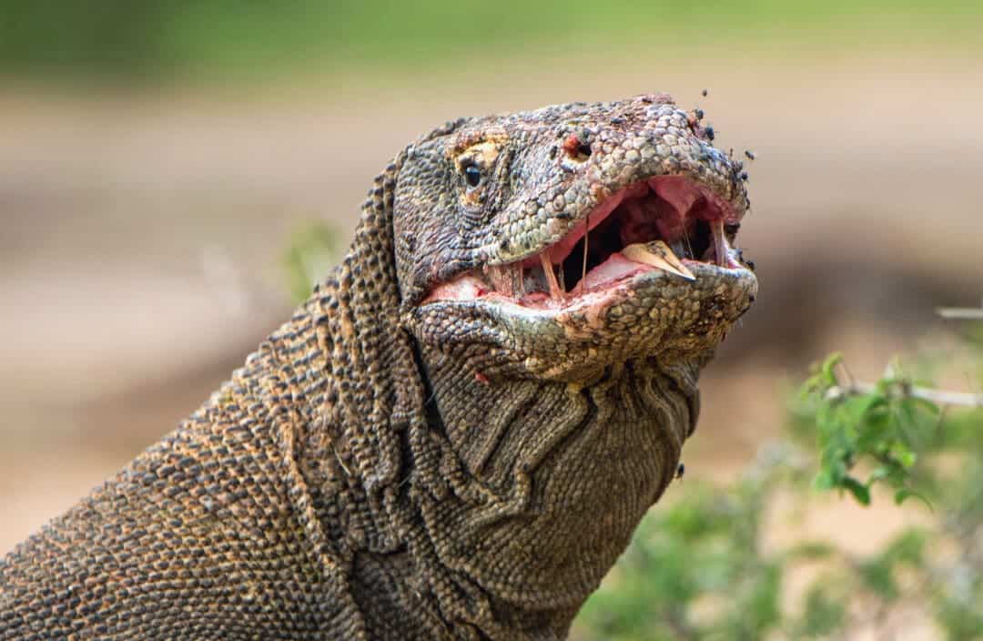 The Incredible Bite of a Komodo Dragon: Venom, Bacteria, and Sheer Force