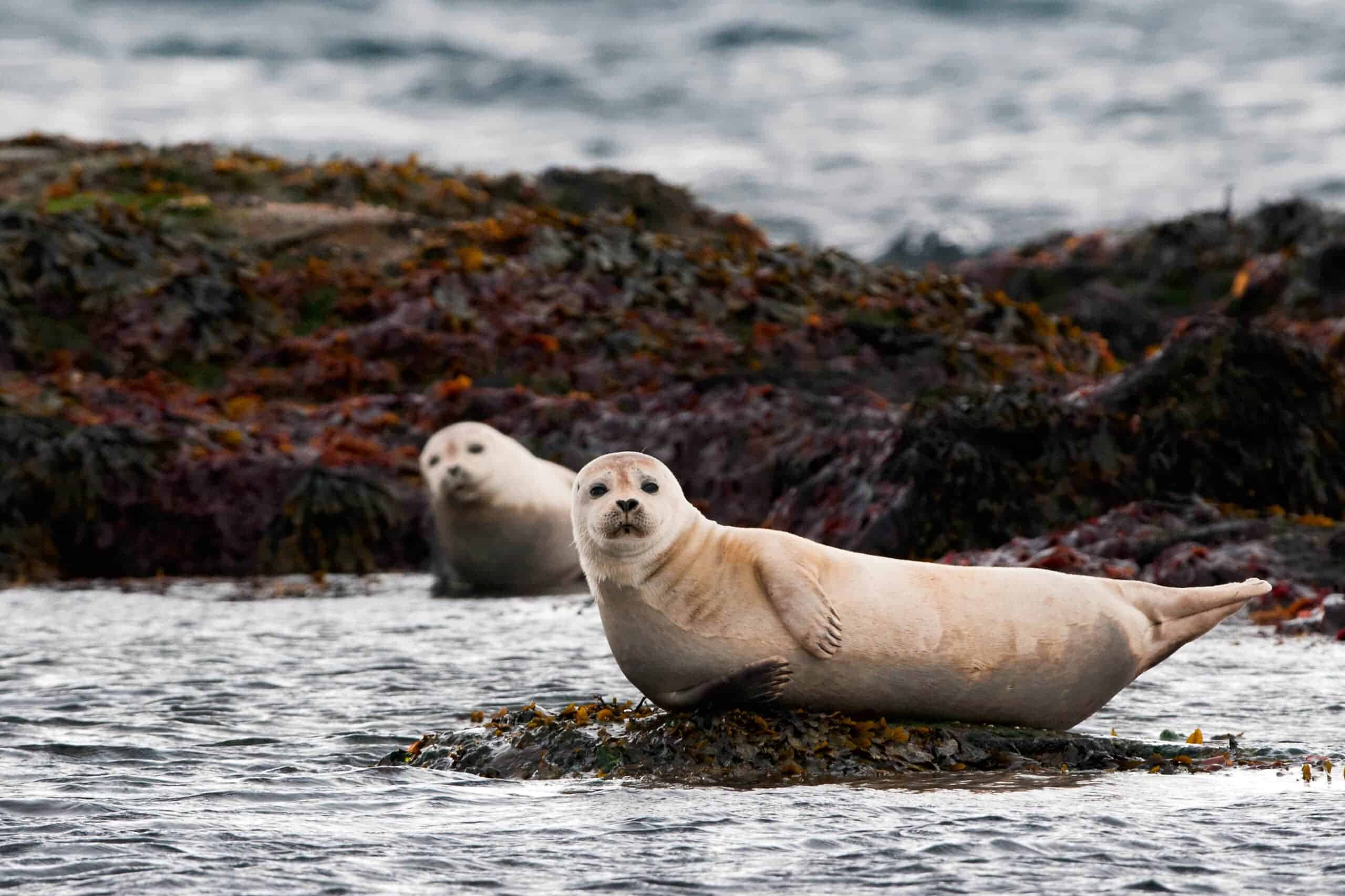Mother Seal's Wholesome Reaction to Newborn's Unexpected Survival