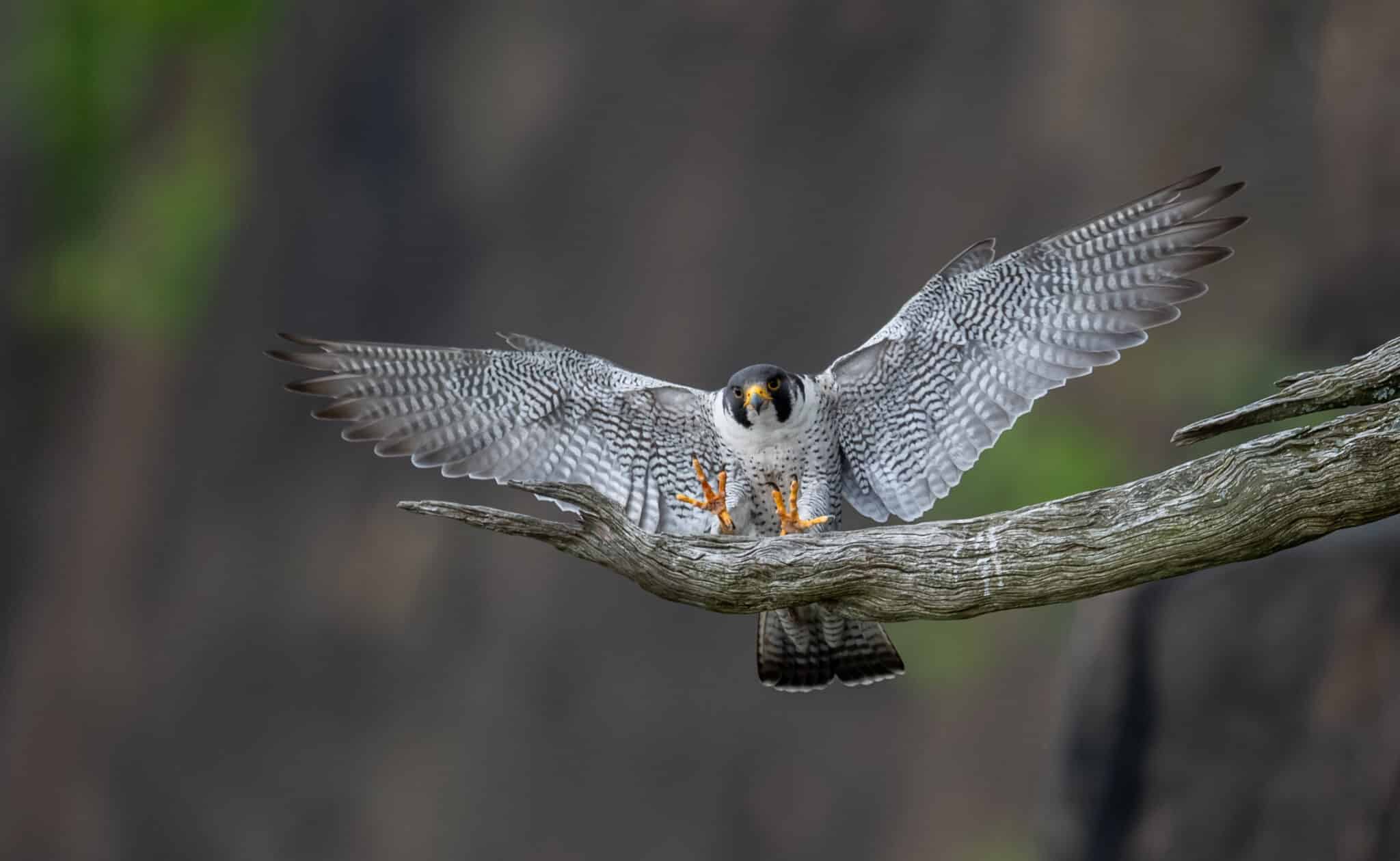 The Peregrine Falcon: Nature's Speedy Hunter - Animals Around The Globe