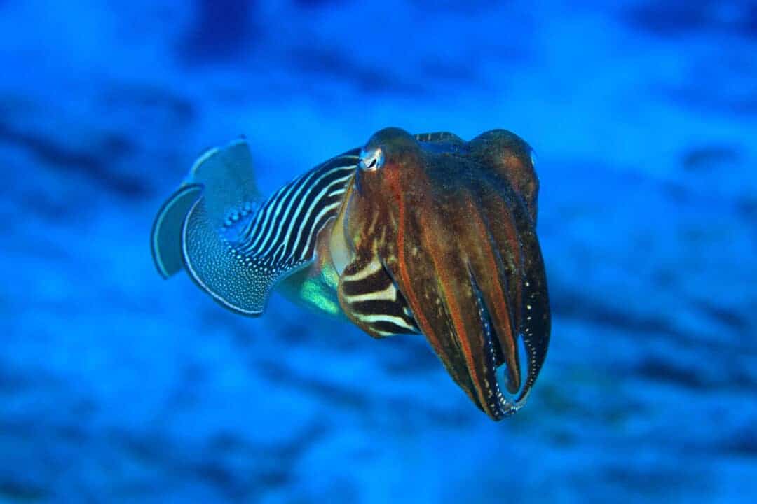 12 Animals That Change Color Instantly - Animals Around The Globe