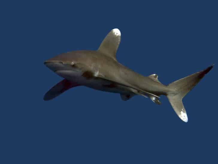 9 Shark Species That Prefer Warm Water — And 4 That Thrive in Cold
