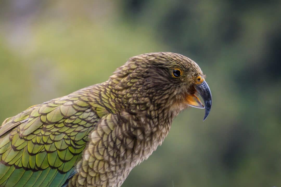 These Birds Use Tools More Complex Than We Thought